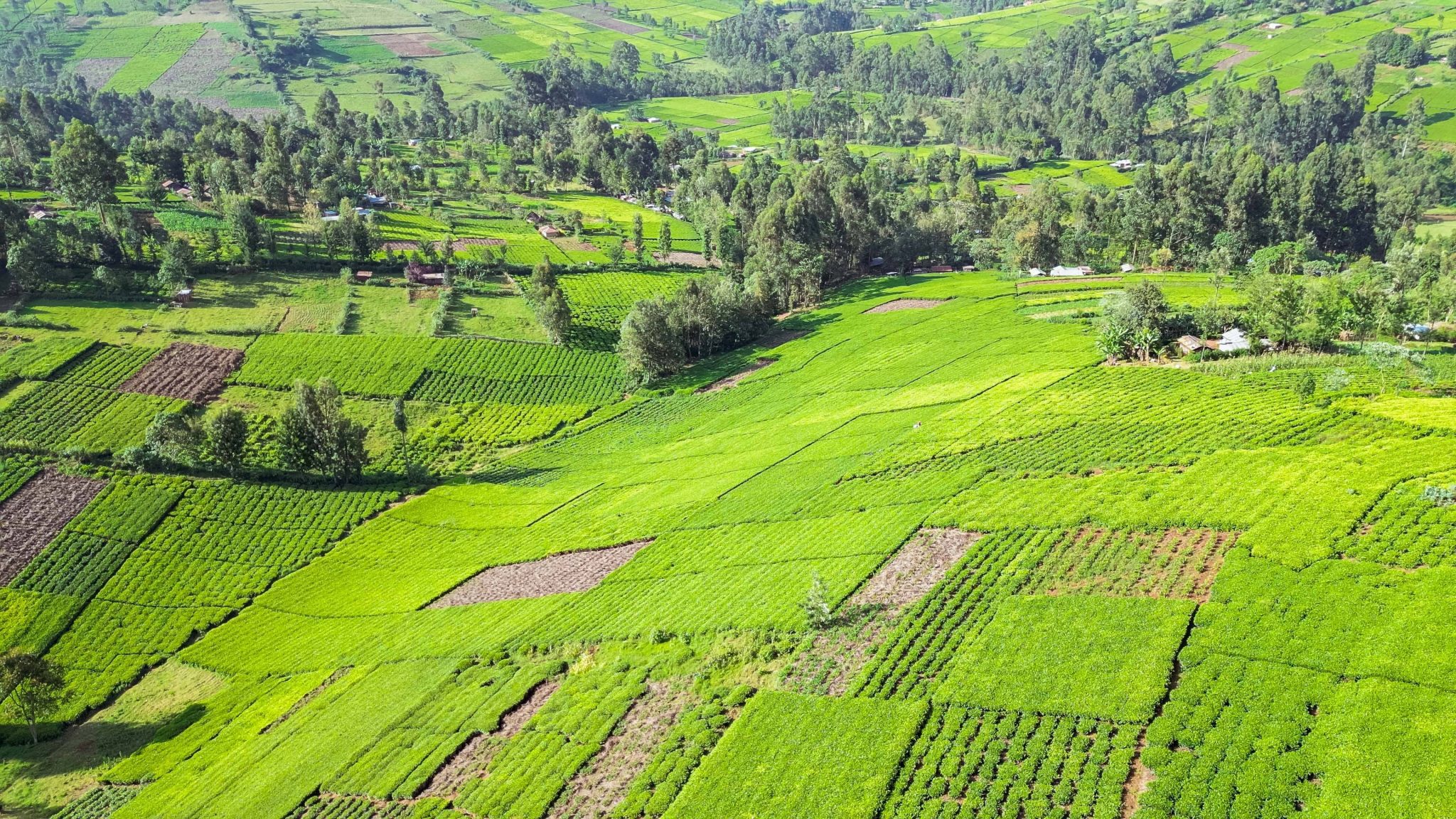 Why Kenyan Black Tea Is Quietly Dominating the Global Tea Market ...